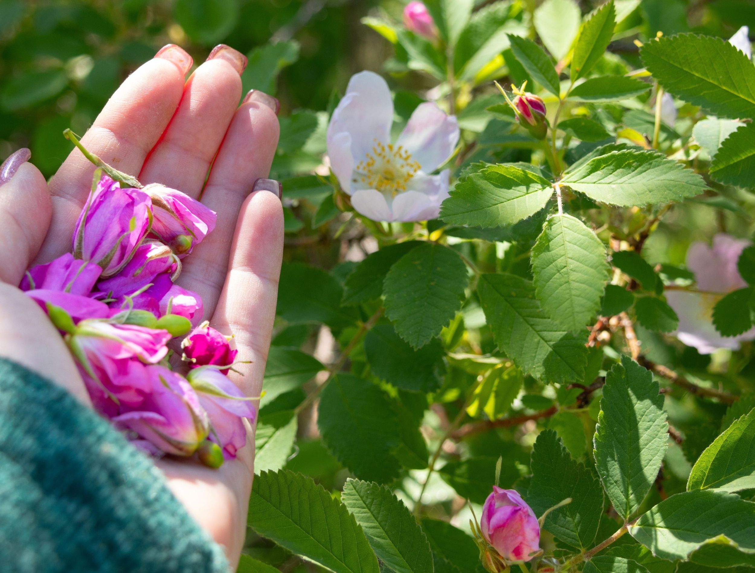 7 Best Evergreens for Containers