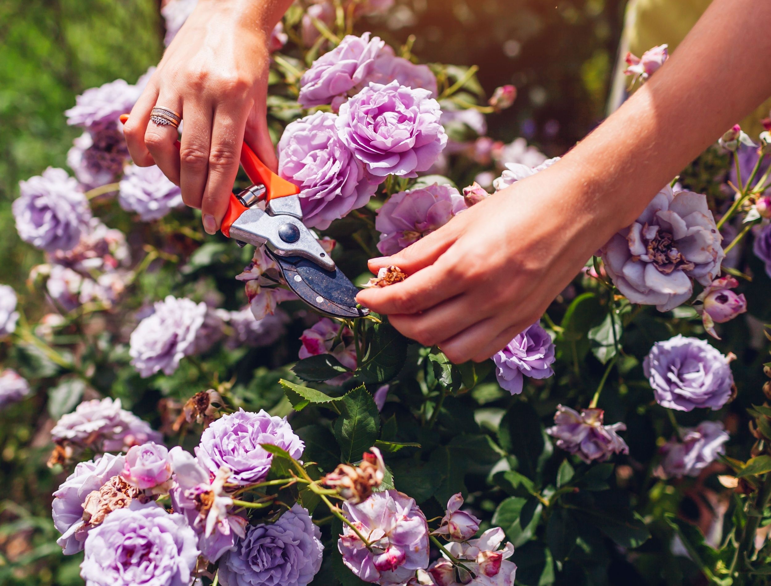 Good Soil vs Bad Soil: How To Tell the Difference