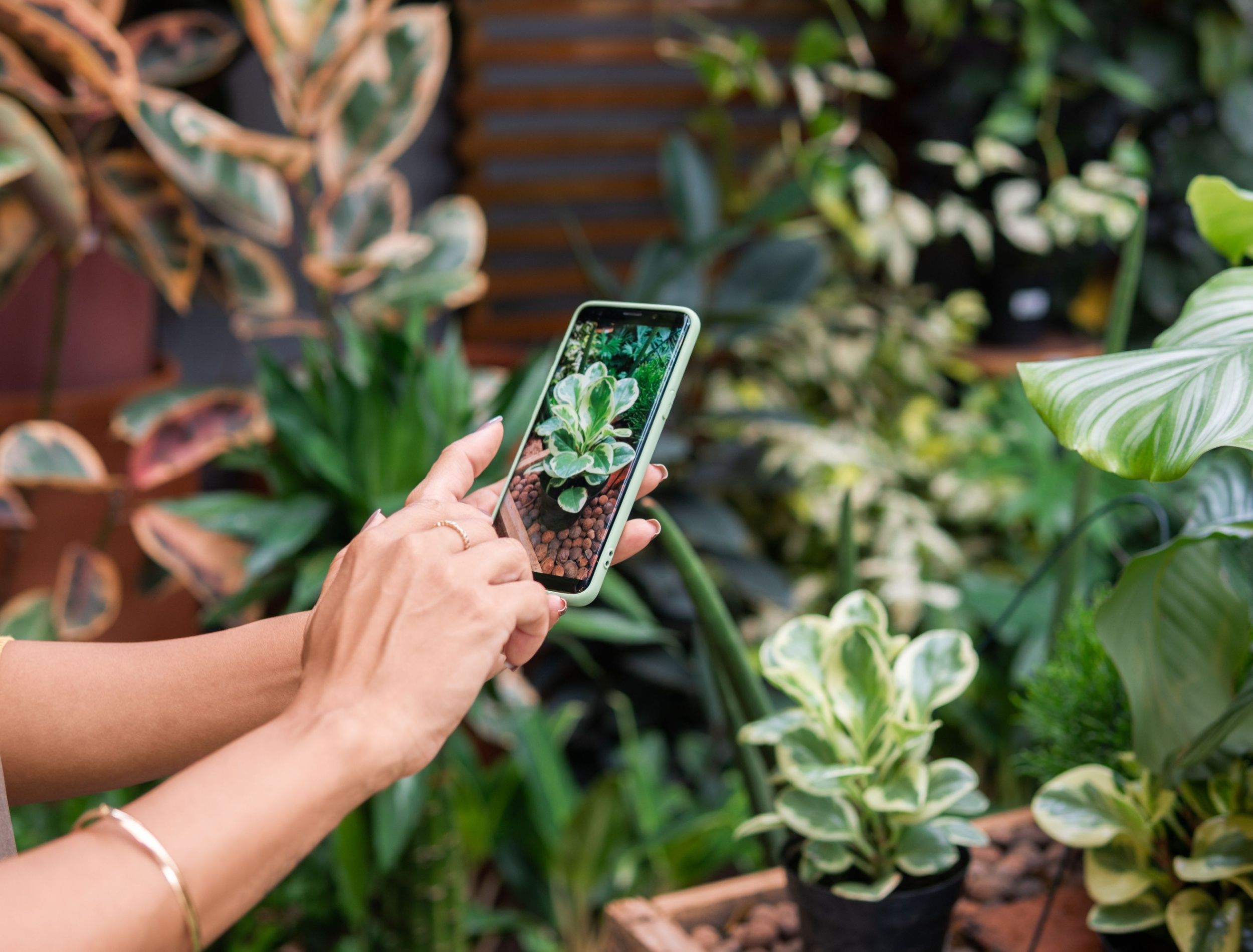 6 Household Items Produced From Plants