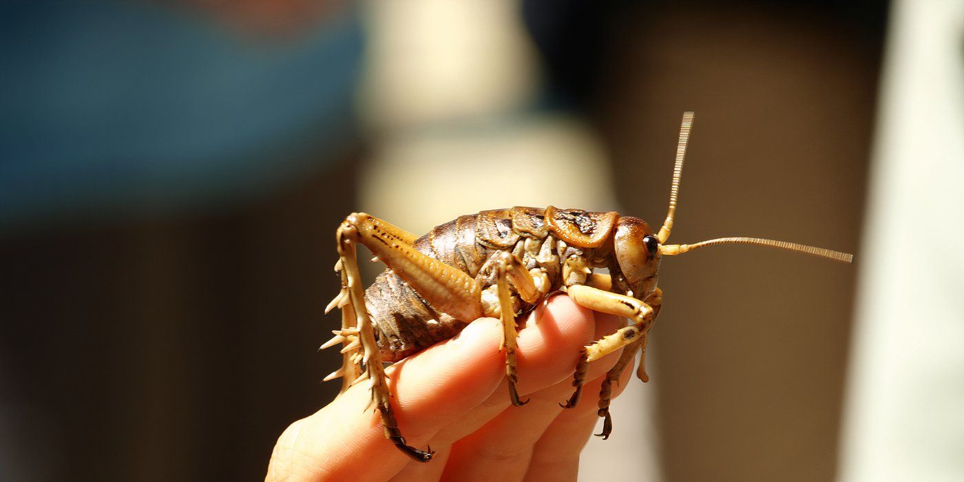 Giant Weta Bite Wētā: New Zealand Invertebrates