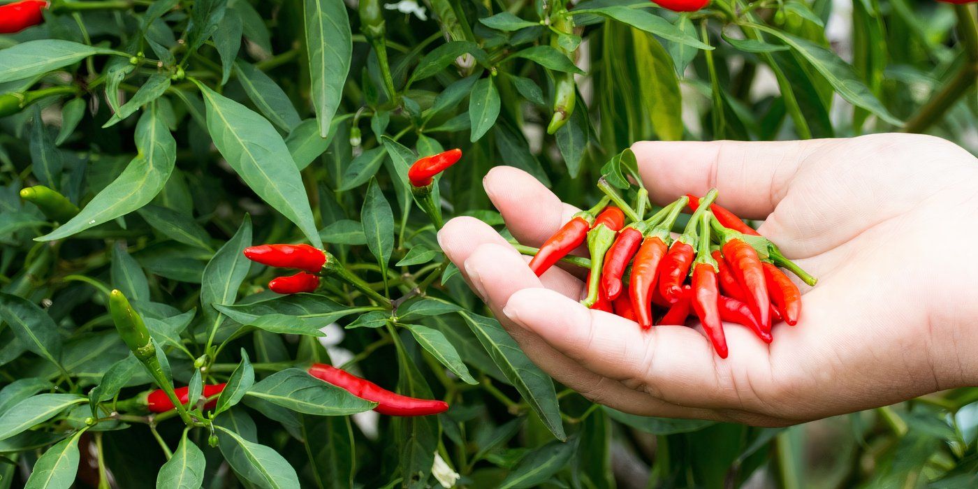 Earn Money by Growing Heirloom Plants