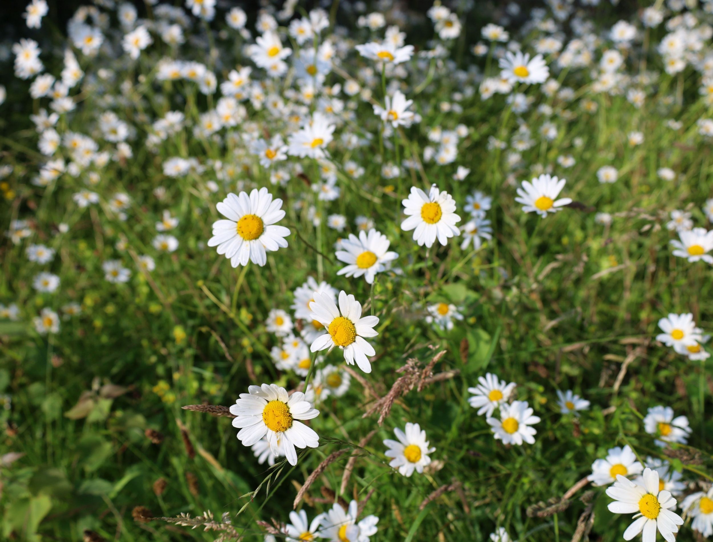 Calathea Guide: How to Care for Your Calathea Plant