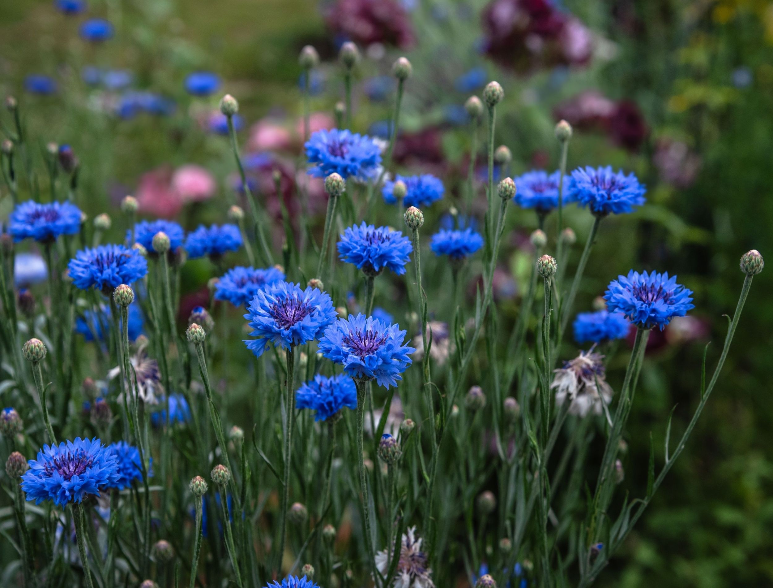 5 Resilient Annual Flowers Perfect for Windy Weather
