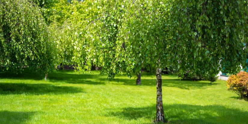 Build a Garden That Inspires Mindfulness and Calm