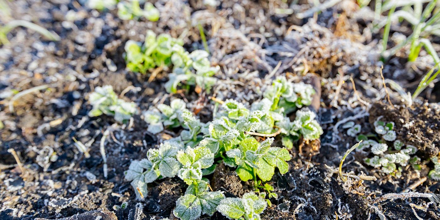 Start Gardening in January For Yummy Winter Veggies
