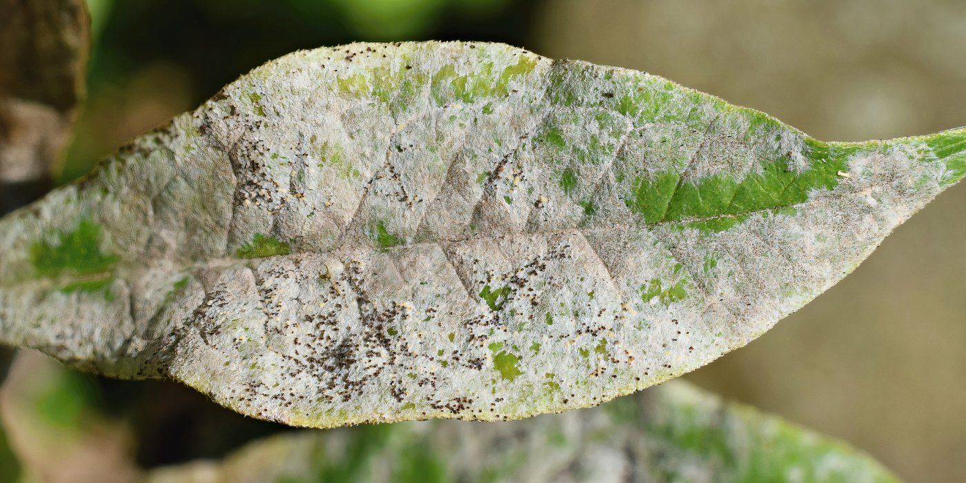 White Mildew is Threatening Blueberry Plants Worldwide