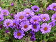 5 Resilient Perennials Perfect For Poor Soil Conditions 5 Resilient Perennials Perfect For Poor Soil Conditions
