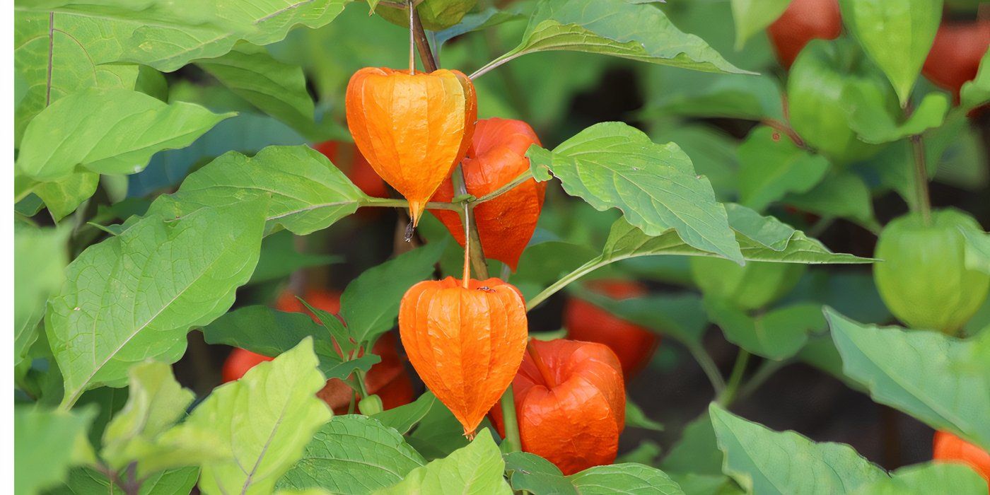 Easy Gardening: 7 Unique Fruit Plants to Try