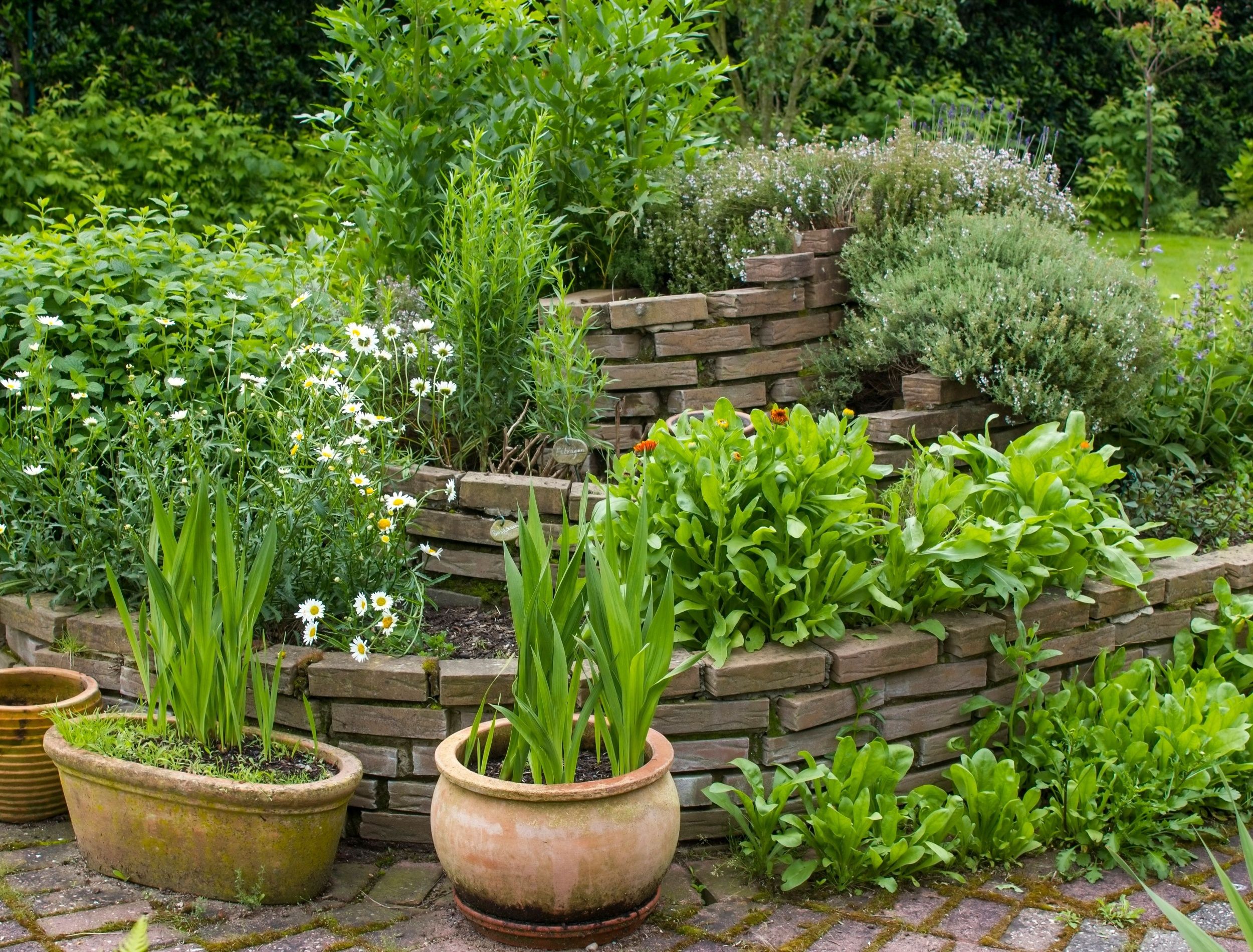 How To Care For Your Bamboo Plant