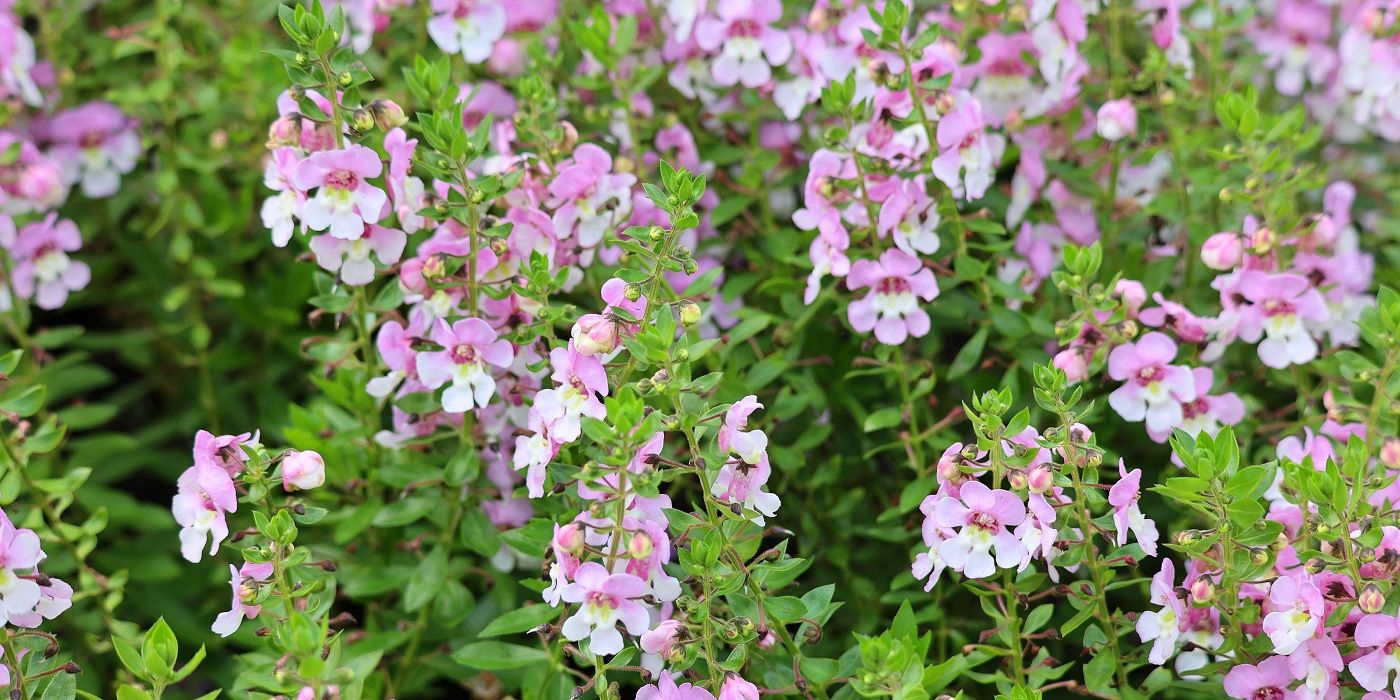 Angelface Wedgwood Pink Flowers: The Timeless Trend Redefining Gardens