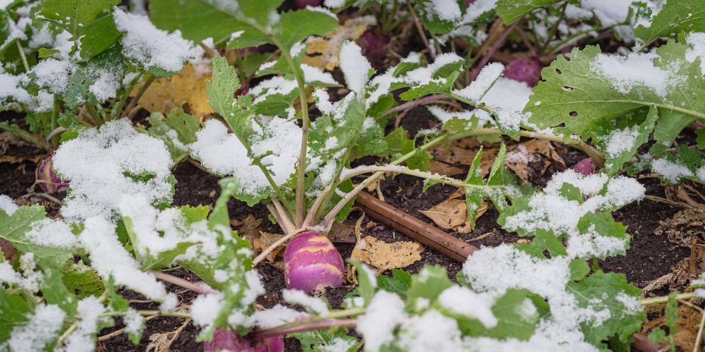 Start Gardening in January For Yummy Winter Veggies