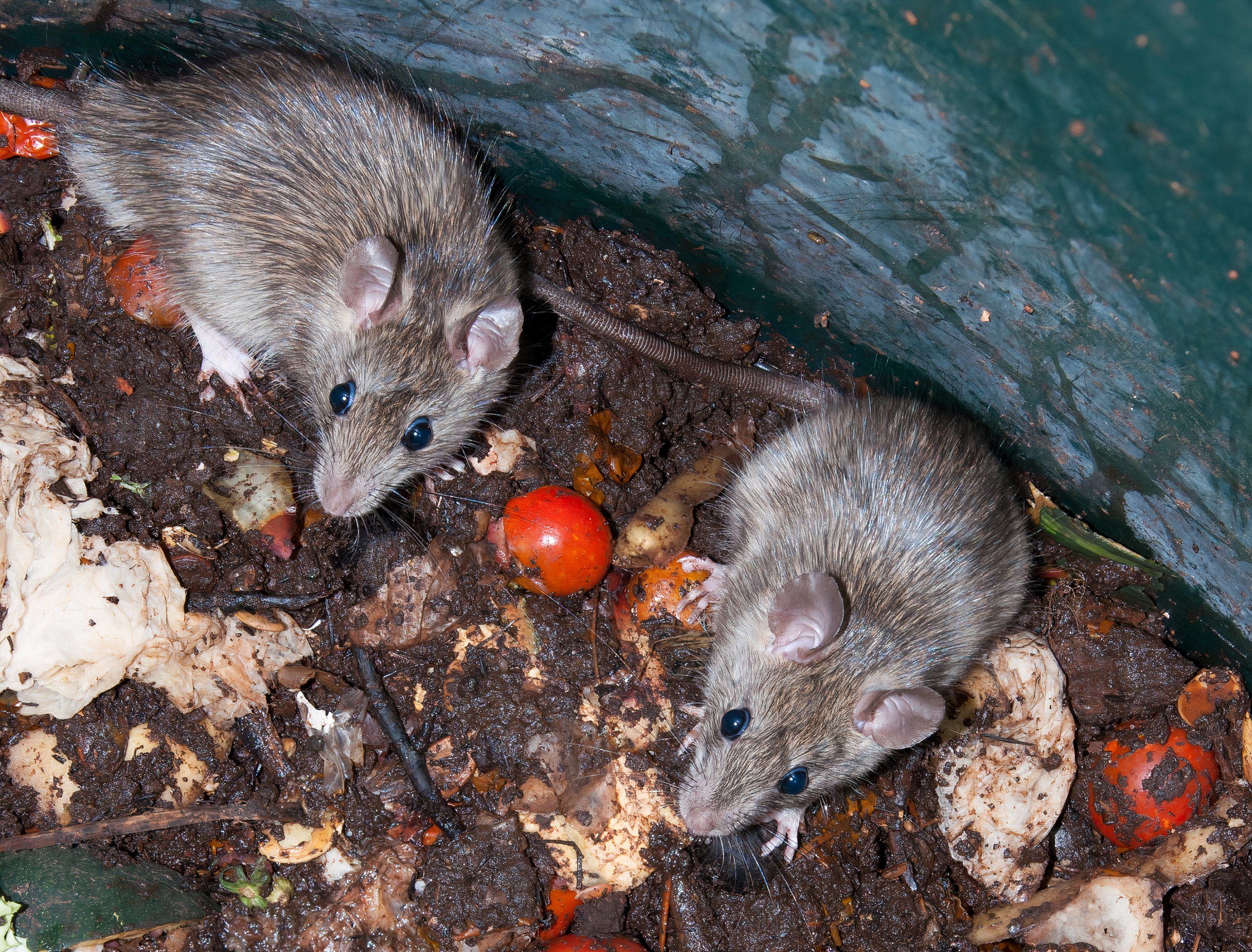 Gardening | BackyardBoss