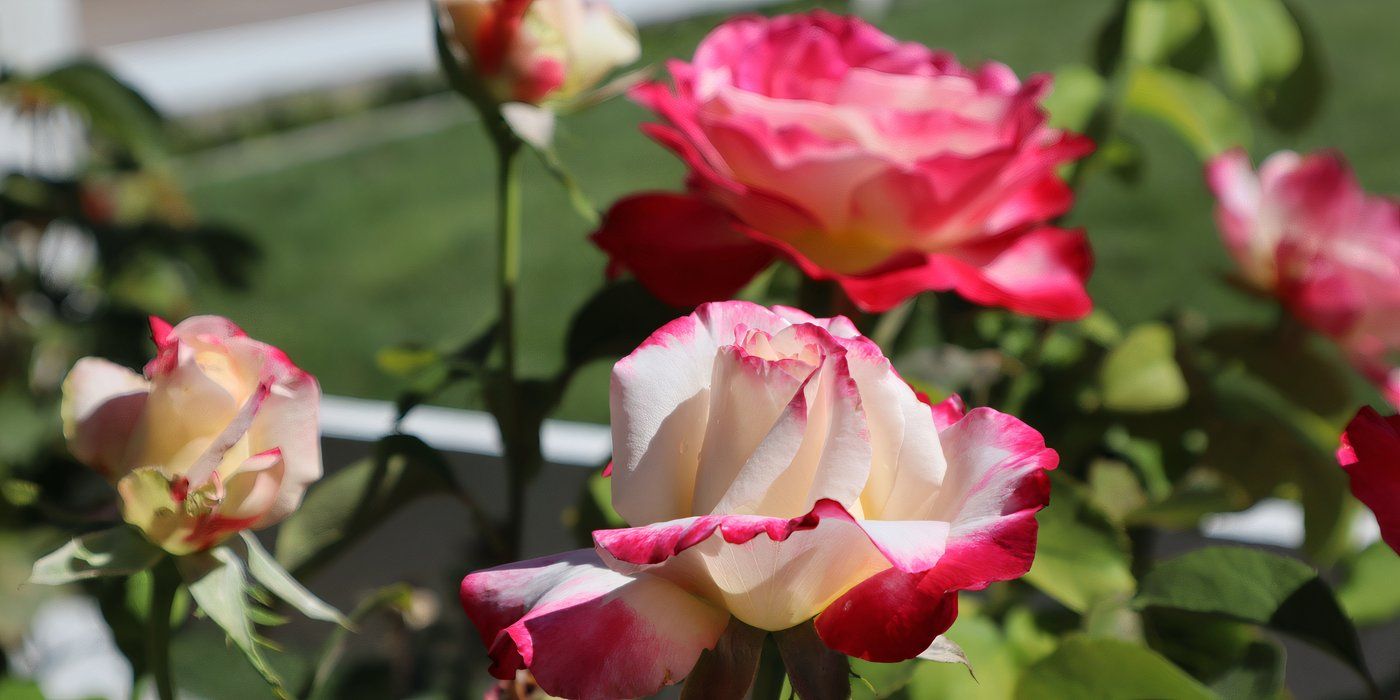 Avoid These 5 Rose Gardening Blunders for Gorgeous Blooms