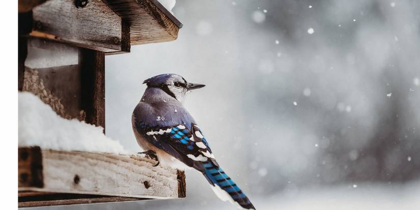 When Chirping Turns to Chaos: The Loudest Birds in Your Garden