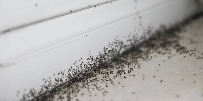 May Ant Control Mastery: Eco-Friendly DIY Tips to Protect Home and Garden