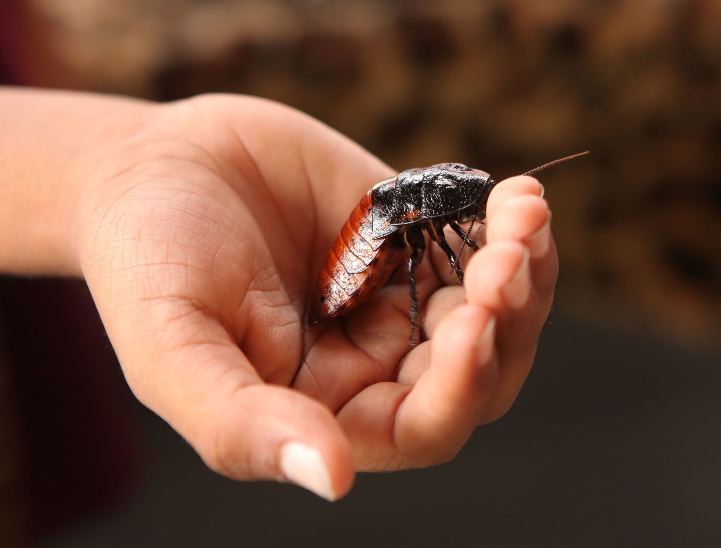 6 Tips for Growing Cucumbers in Hanging Baskets