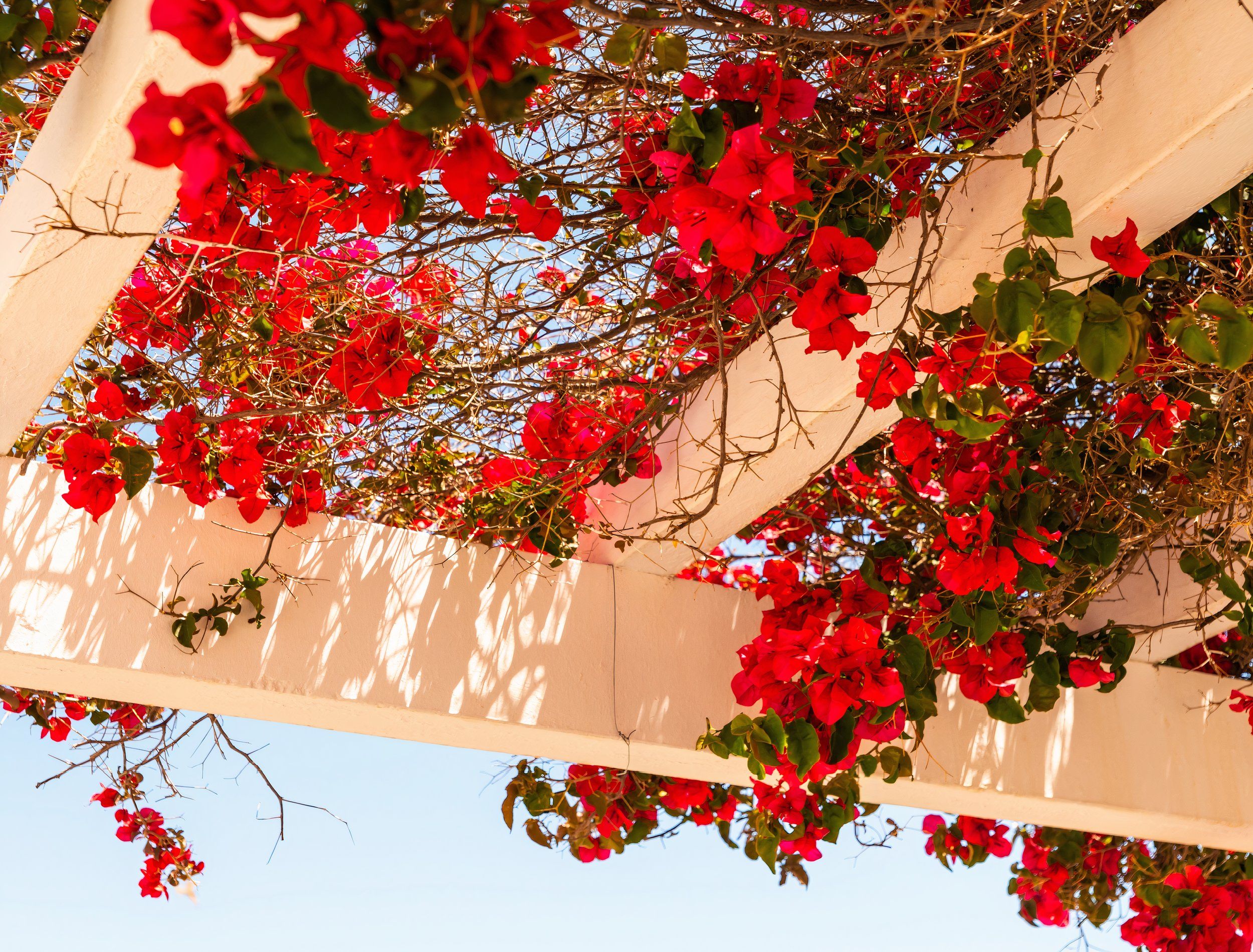 Create a Fairy-Tale Pergola with These 6 Romantic Vines