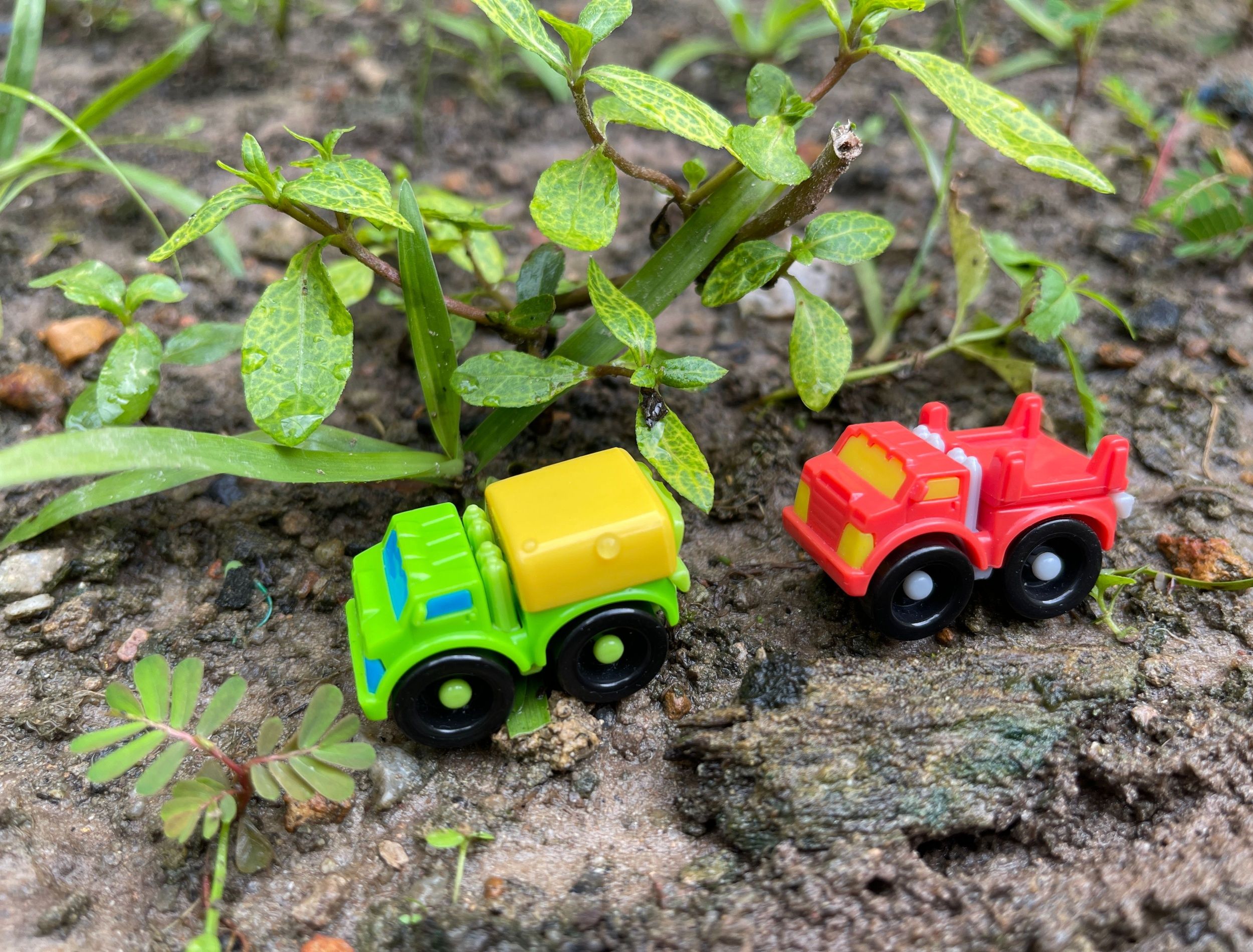 How to Fertilize Your Squash Plants