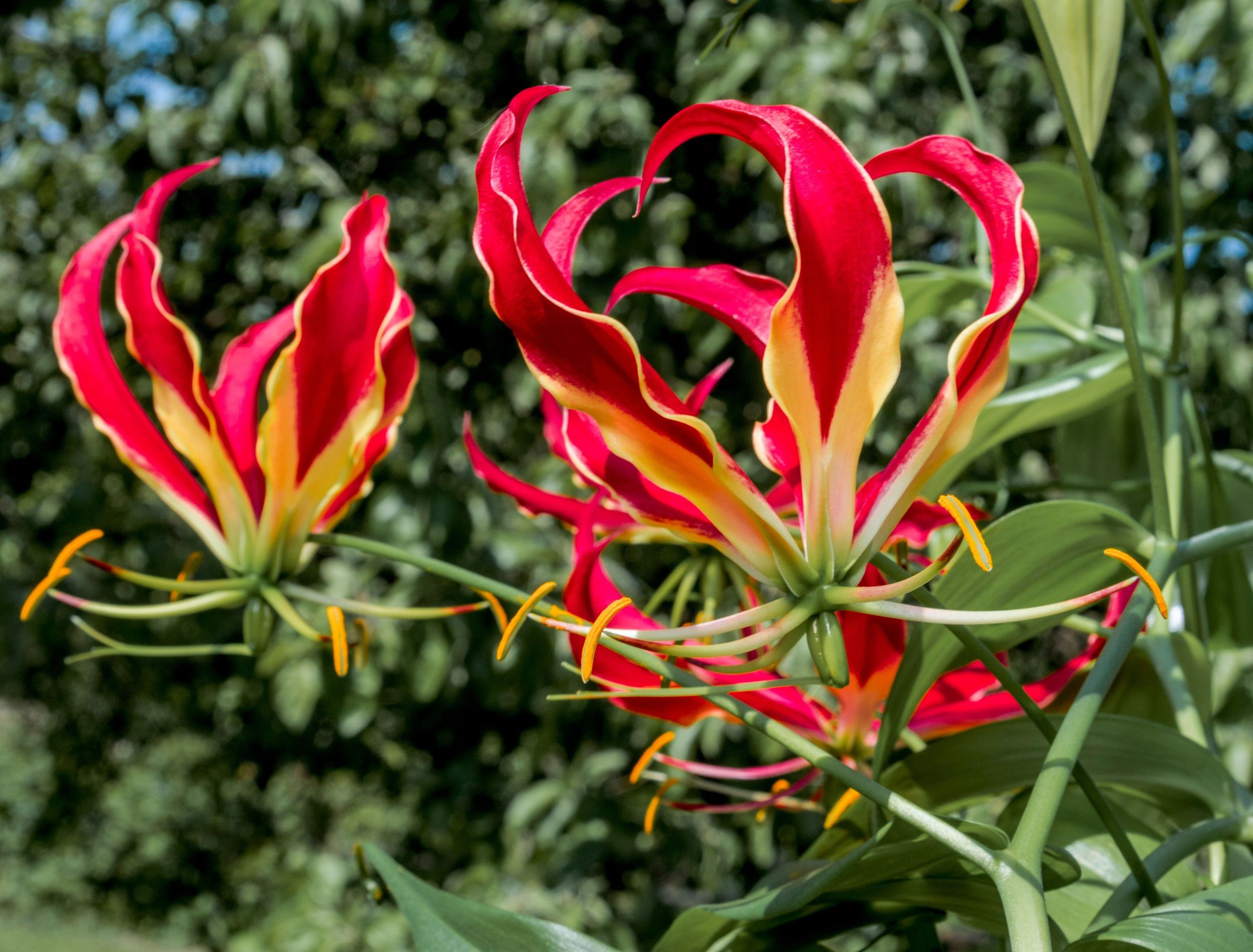 6 Best Spiller Plants For Your Container Garden