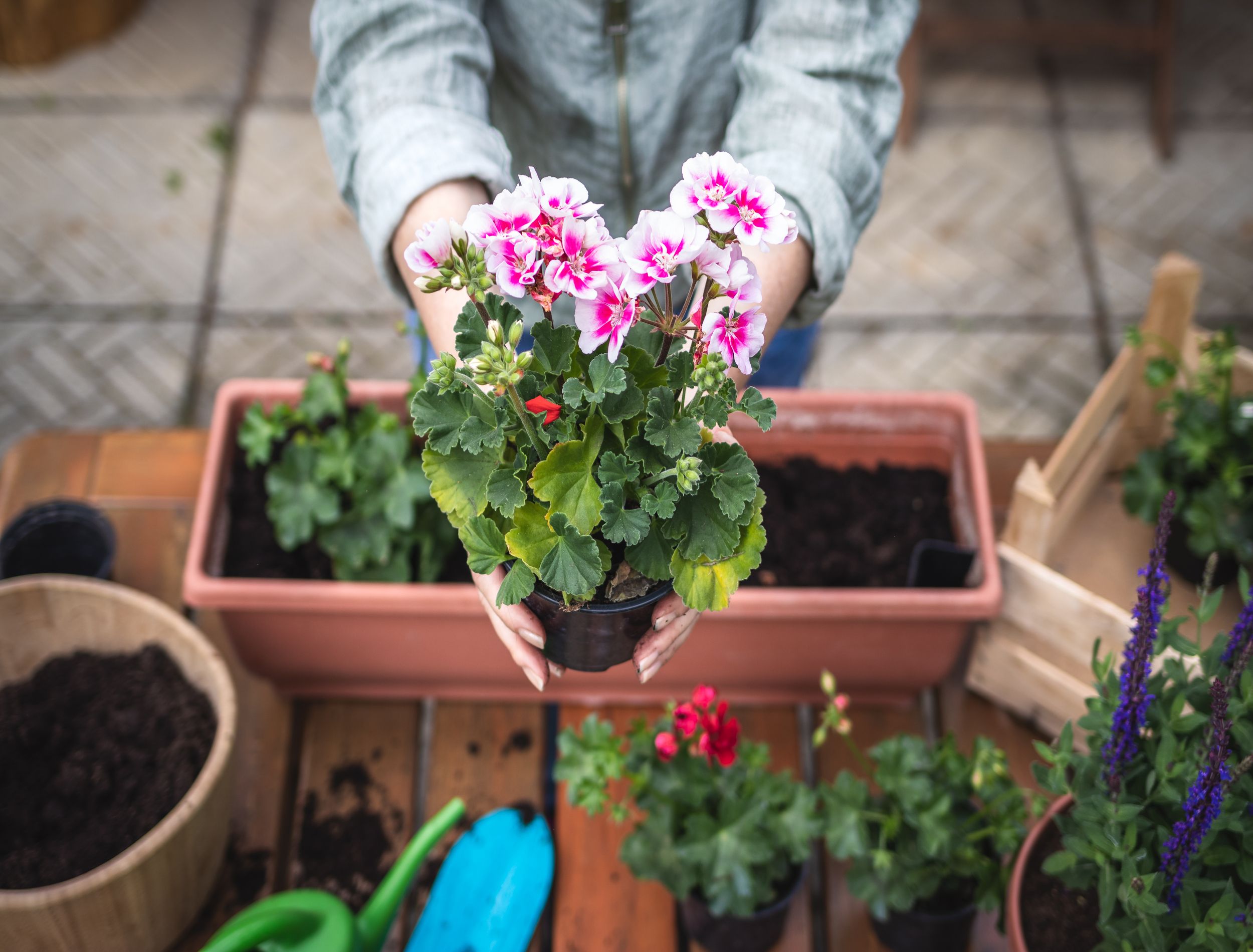 February Gardening: Tips for Starting and Maintaining Beautiful Geraniums