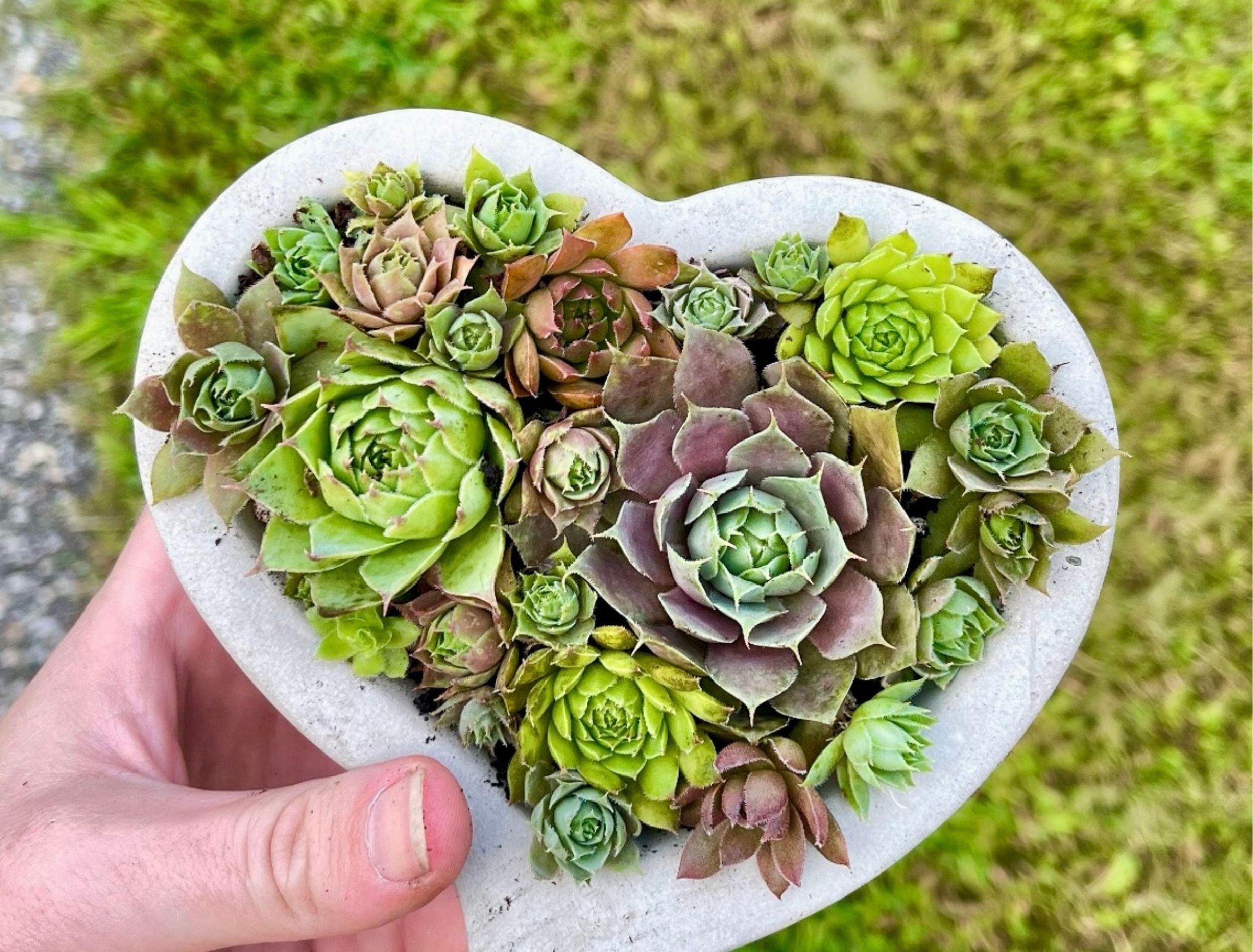 Valentines Day Decor: 5 Gifts for Plant or Flower Lovers