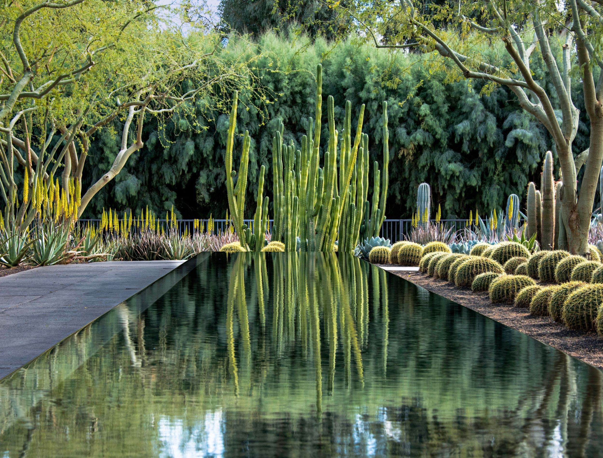 How Often to Water Azaleas