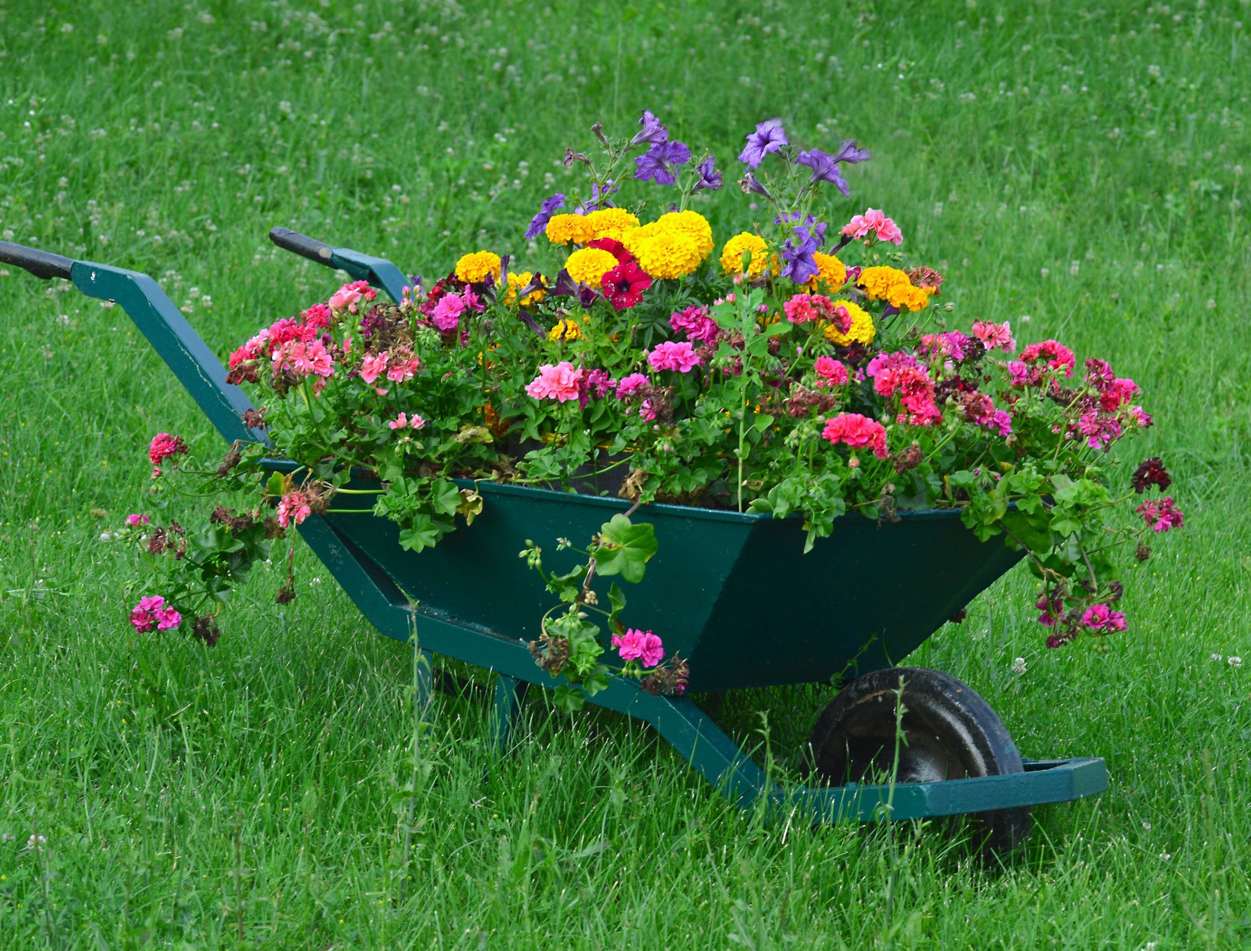 Revitalize Your Garden: Transform Wheelbarrows into Outdoor Art