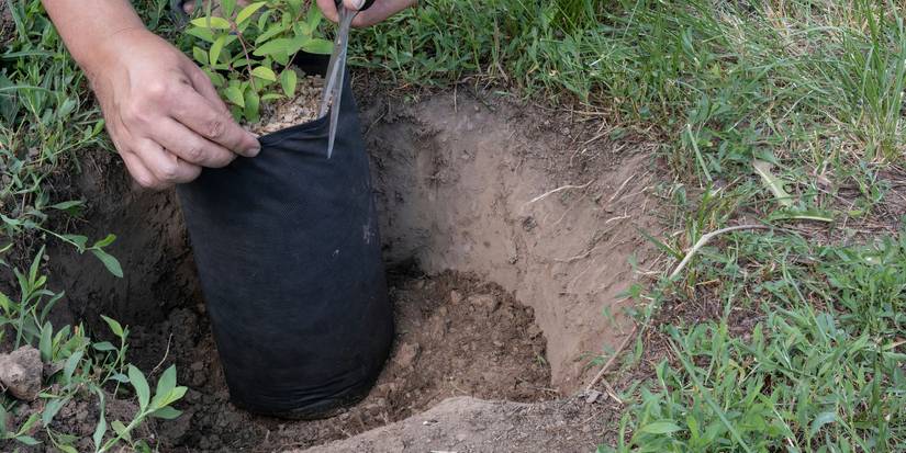 Enhance Your Landscape by Relocating Shrubs at the Perfect Time