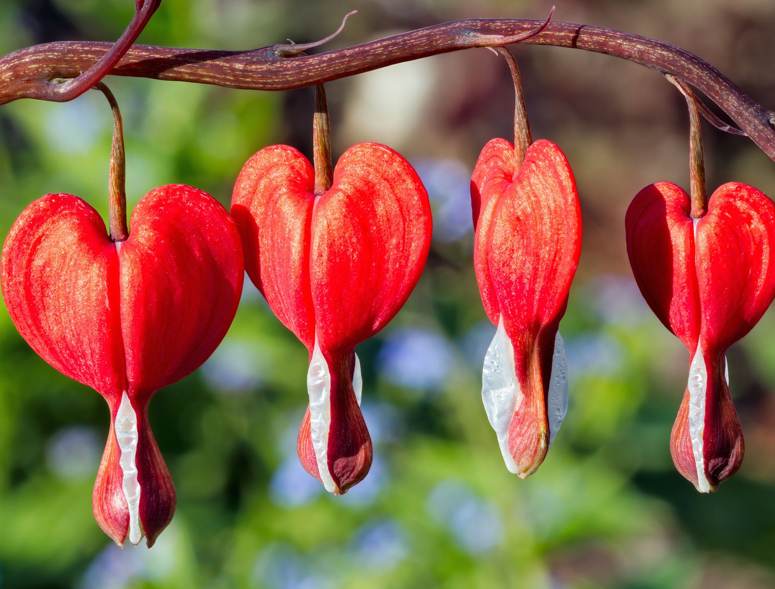 7 Reasons to Use Epsom Salt on Fruit Trees