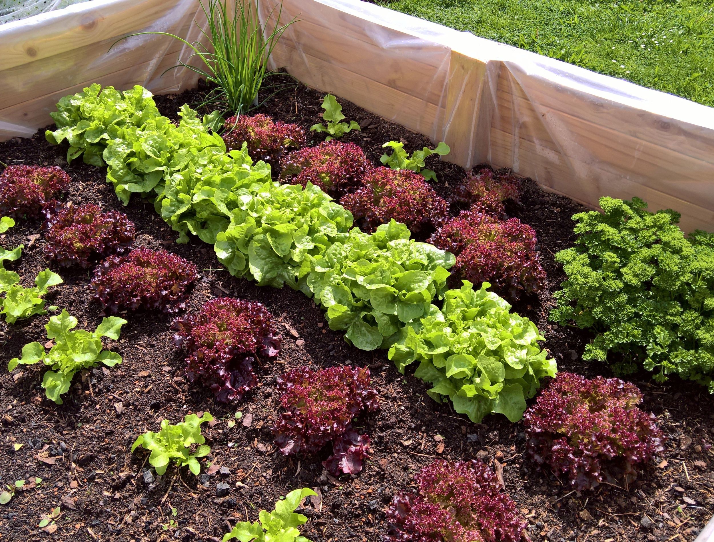 How to Deter Pests in the Garden with Cayenne Pepper