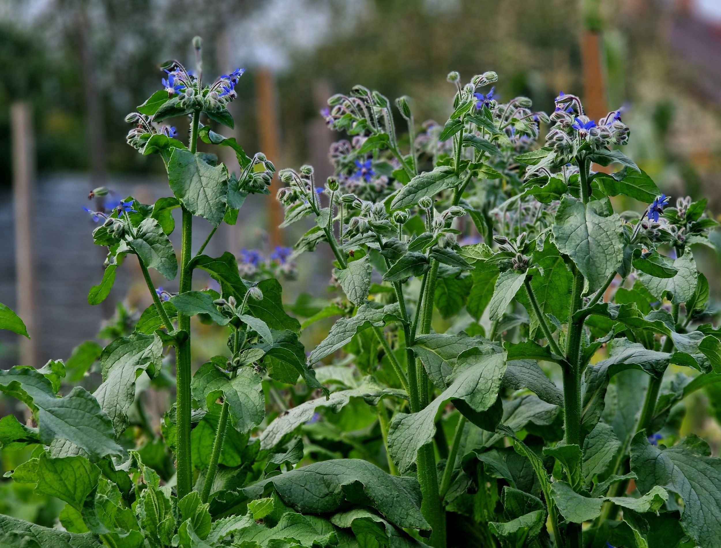 6 Best Spiller Plants For Your Container Garden