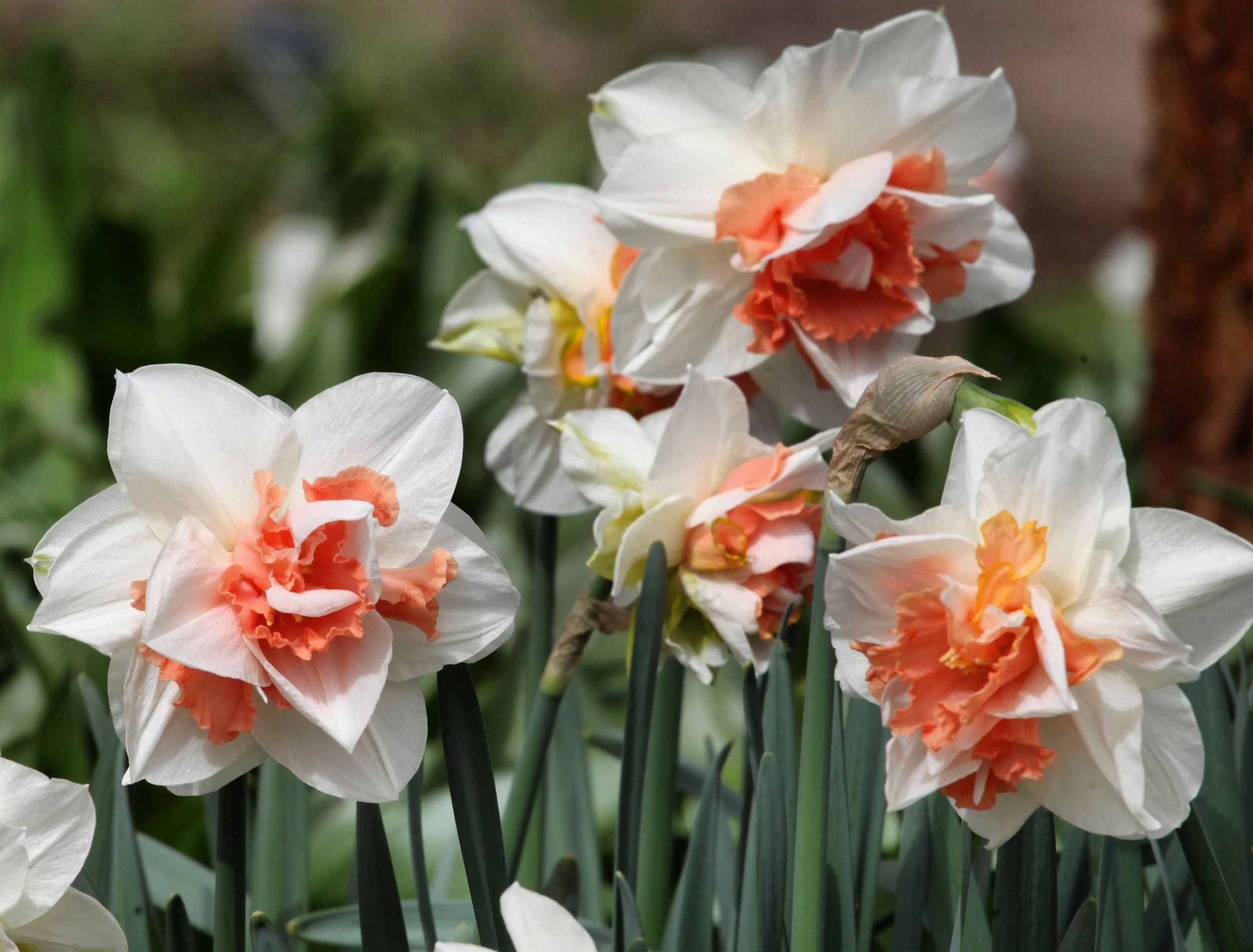 9 Most Disease-Resistant Tomato Varieties