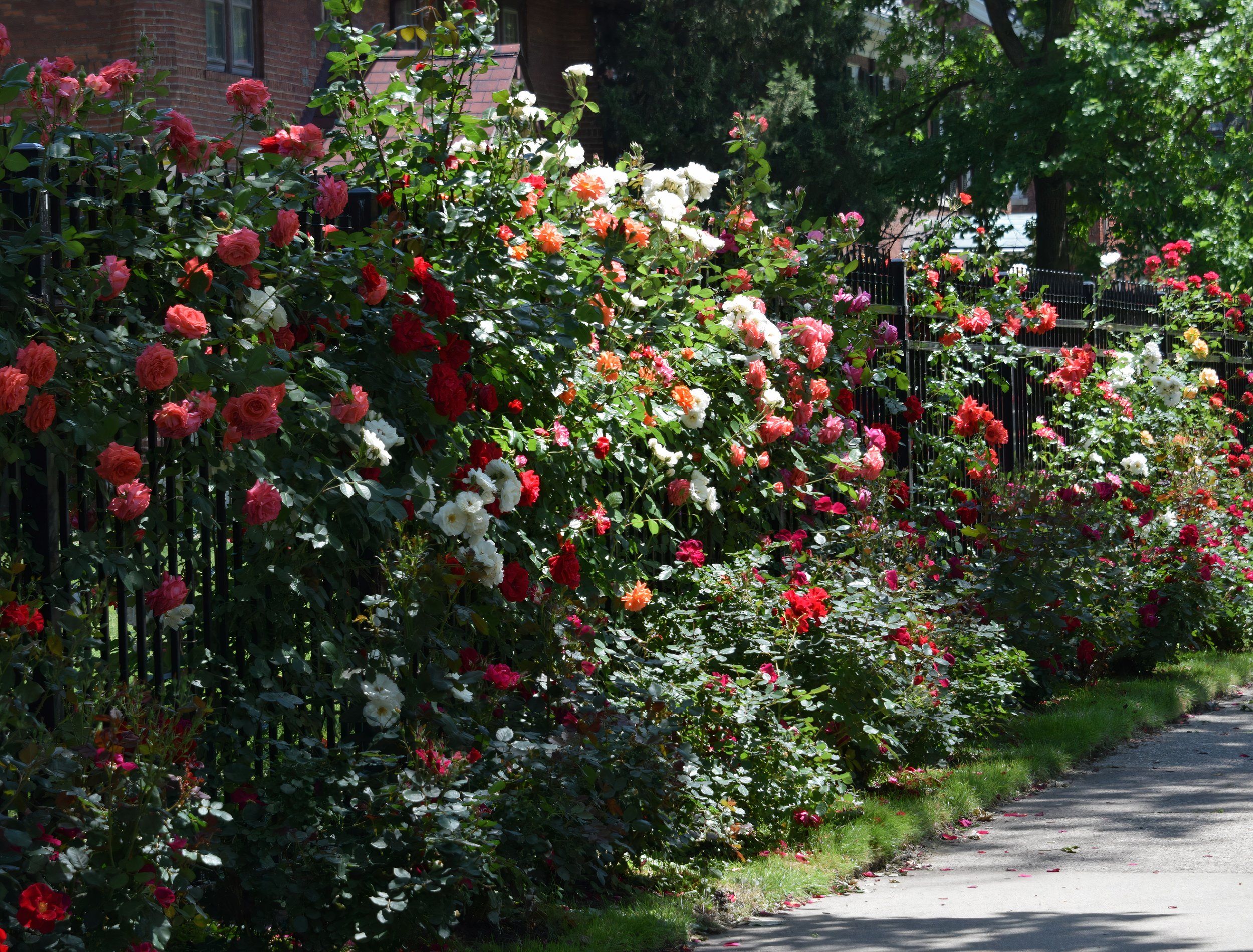 Germinating Seeds Inside Banana Fruits