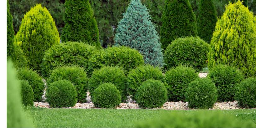 Enhance Your Landscape by Relocating Shrubs at the Perfect Time