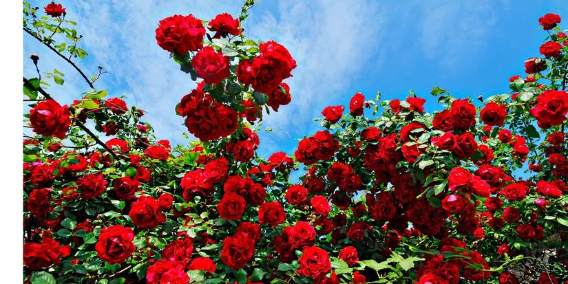 Stunning Flower Color Palettes for a Beautiful Garden Layout