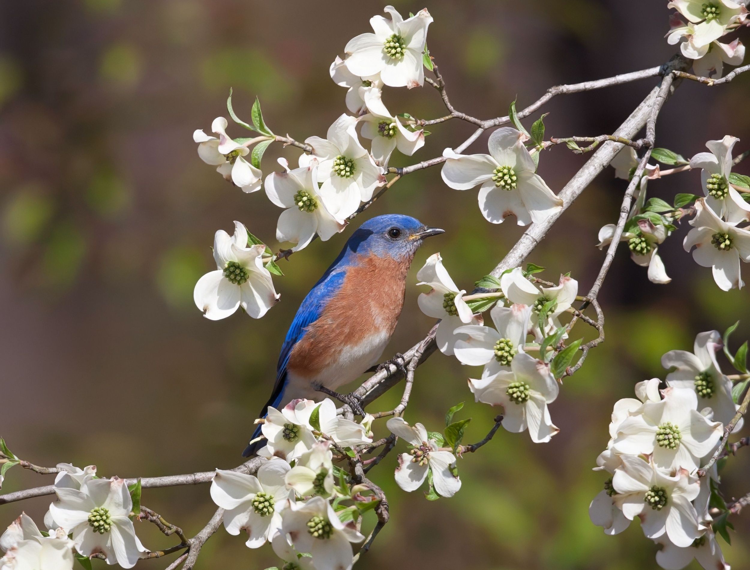 Fleeting Flowering Trees: Stunning Blooms That Last Just Weeks