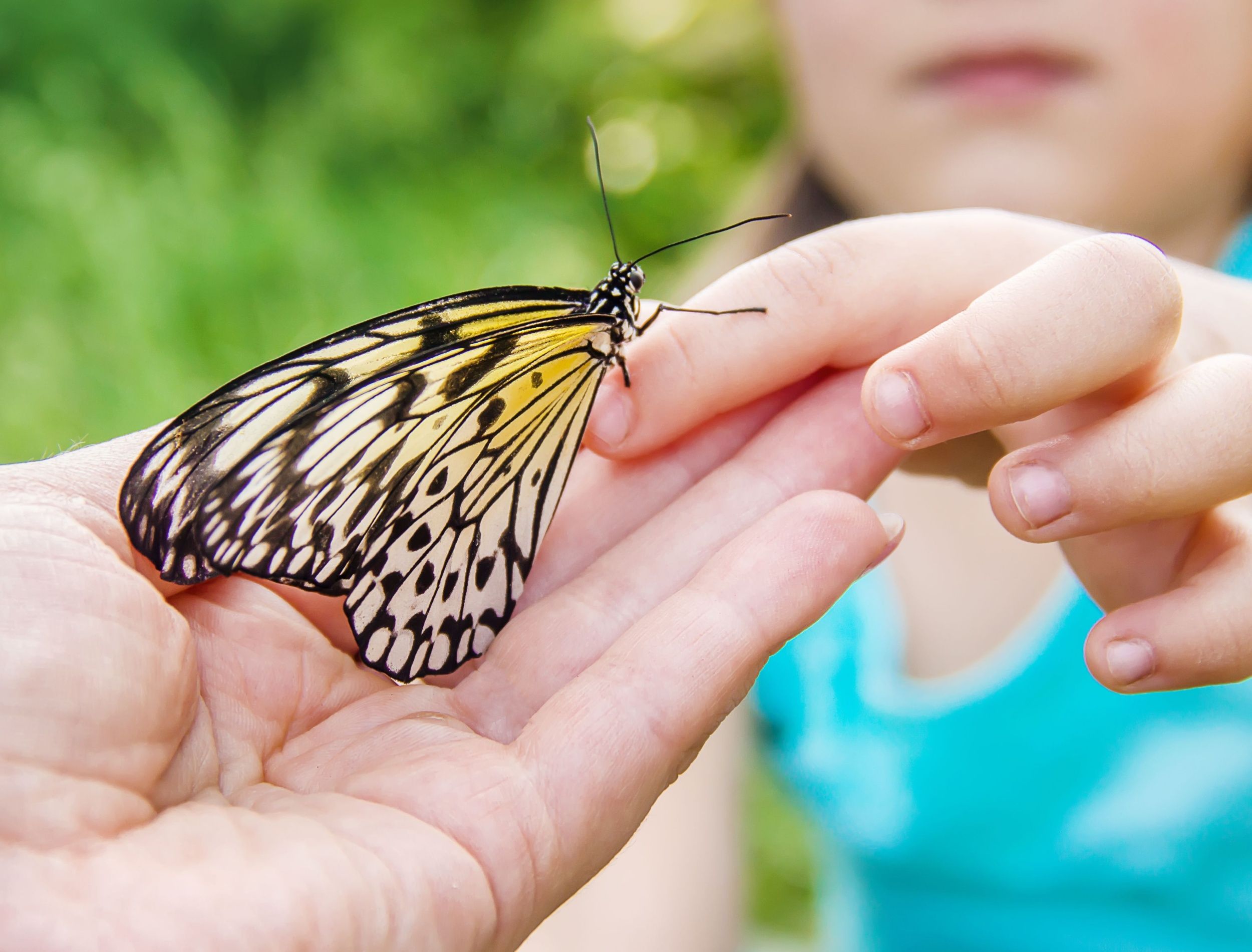 Butterflies Are Disappearing: Causes, Impact, and How to Help