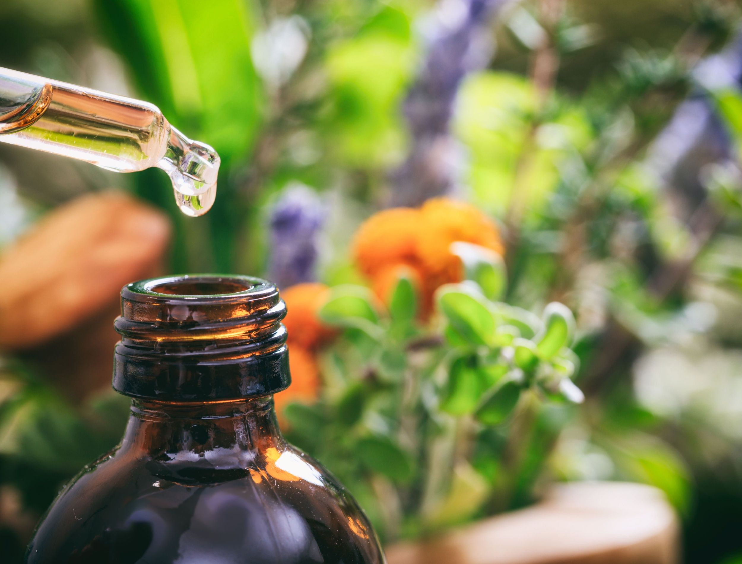 Prehistoric Greenery: Exploring the World of Ferns