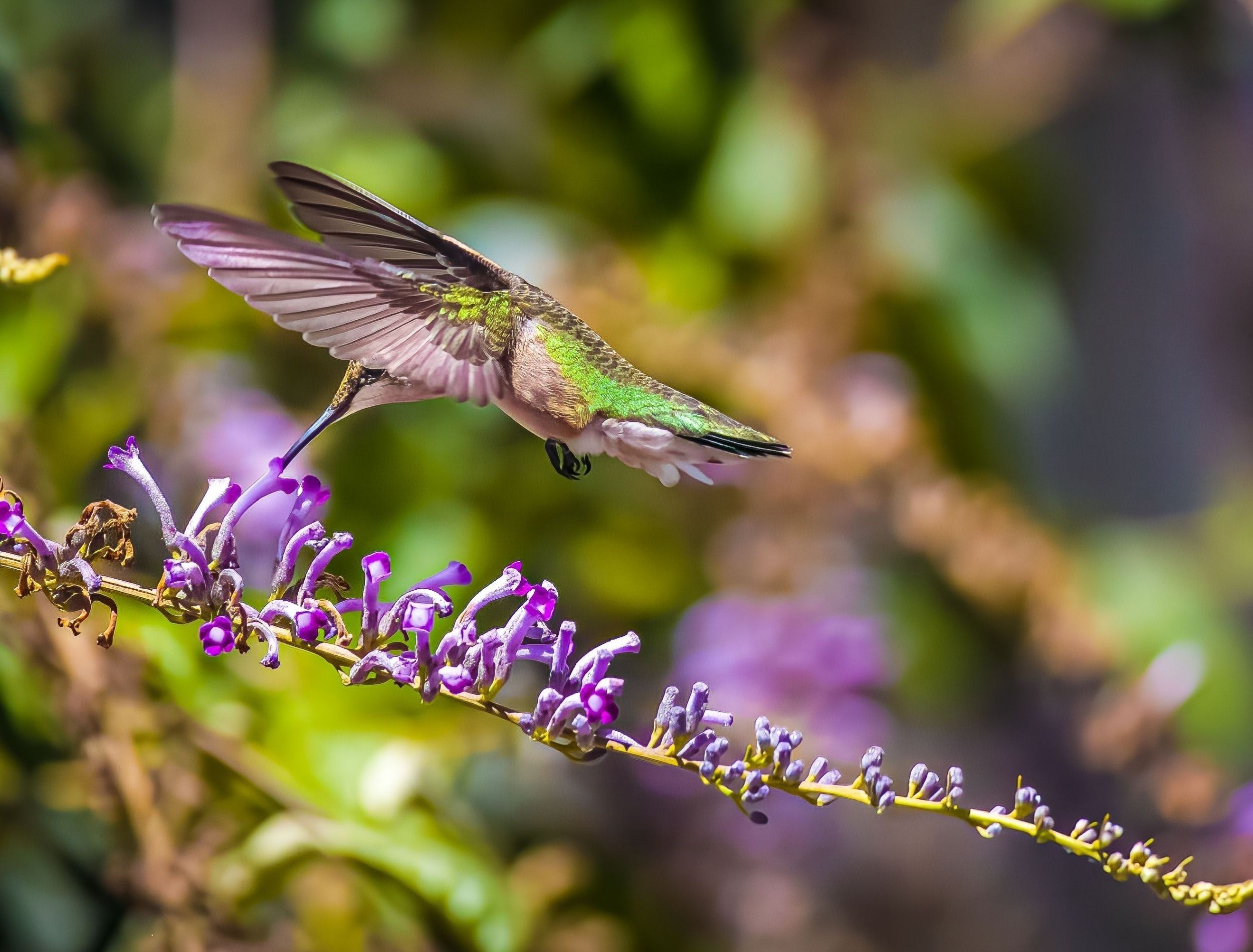 Grow These 5 Perennials for a Blooming Hummingbird Wonderland!