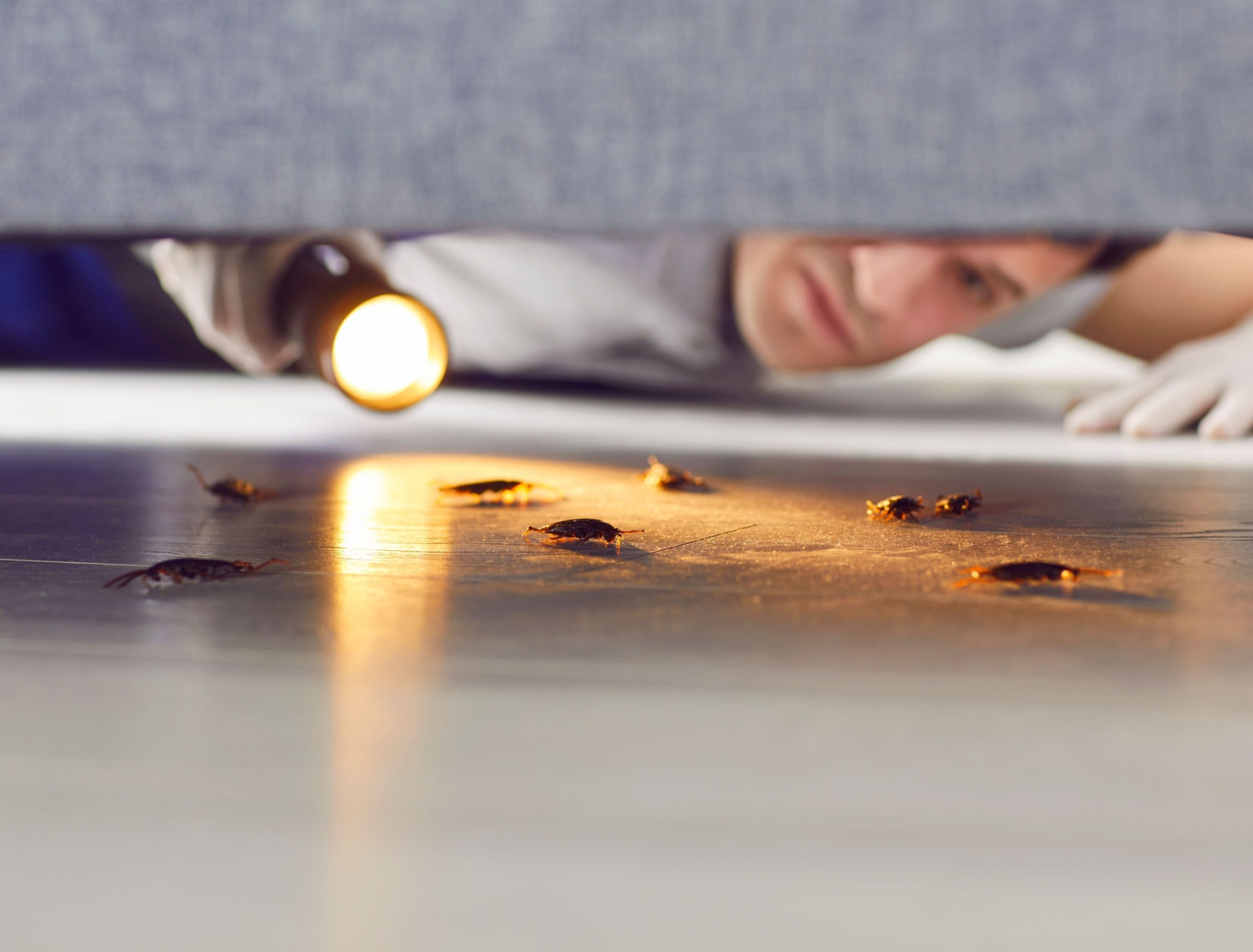 Garden Pests: How Close to an Infestation Are You?