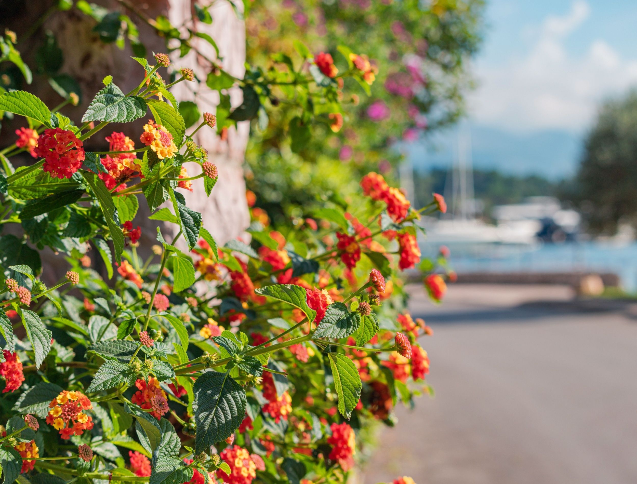 Self-Pollinating Flowers: What Are They and How do They Work?