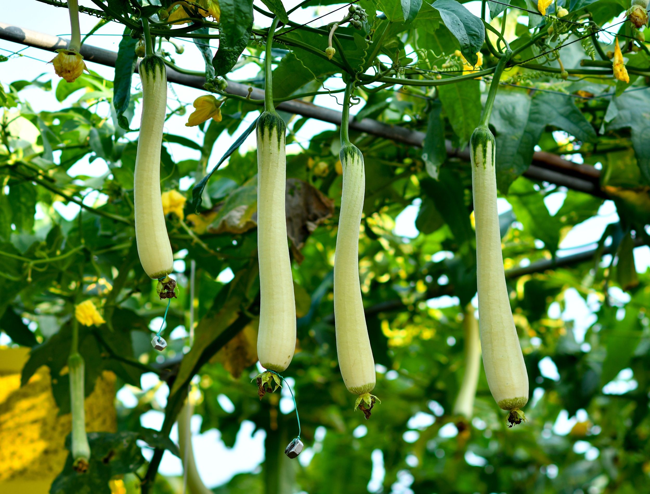 Choosing the Right Type for Your Hardiness Zone