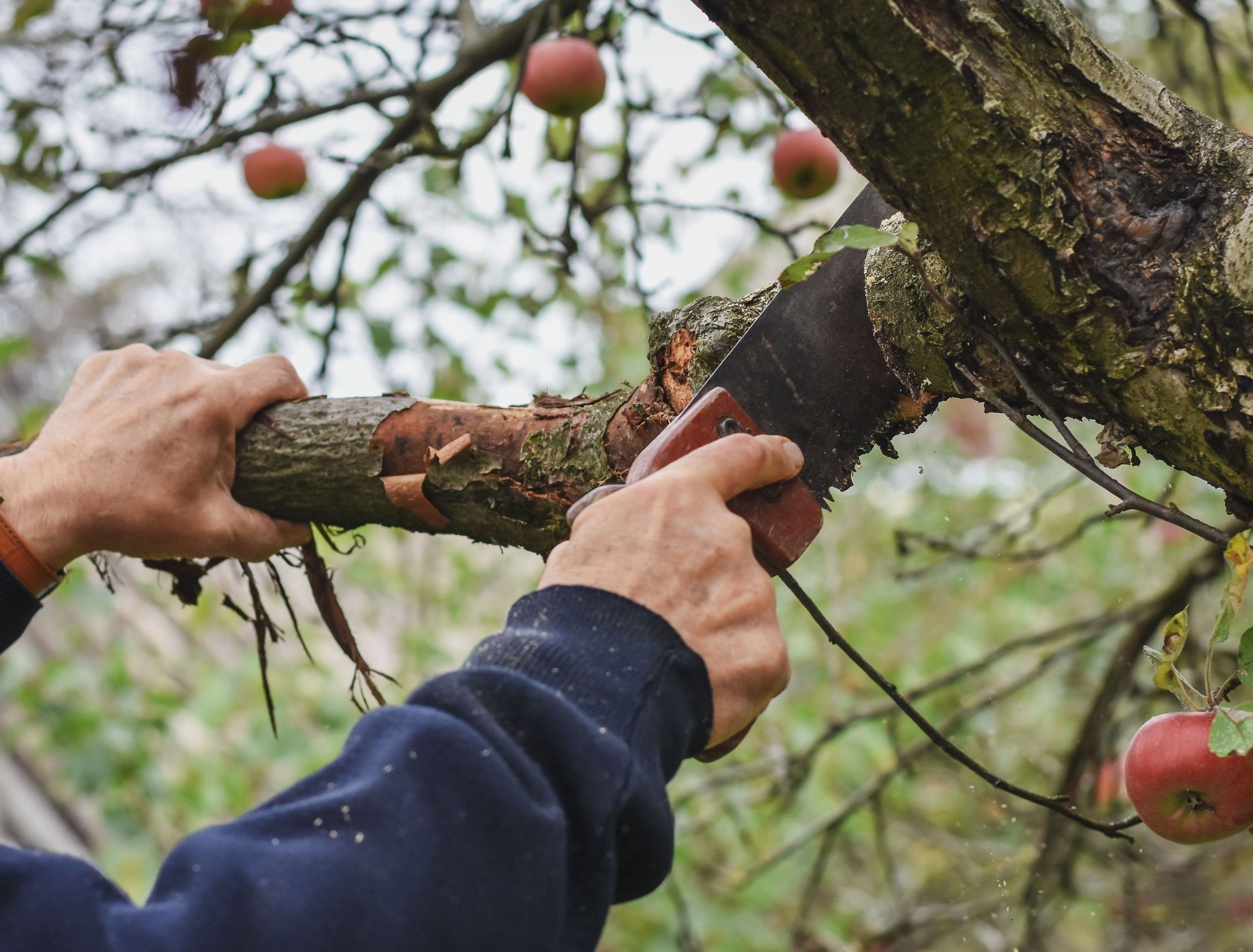 How to Use Lemongrass to Repel Mosquitoes From Your Yard