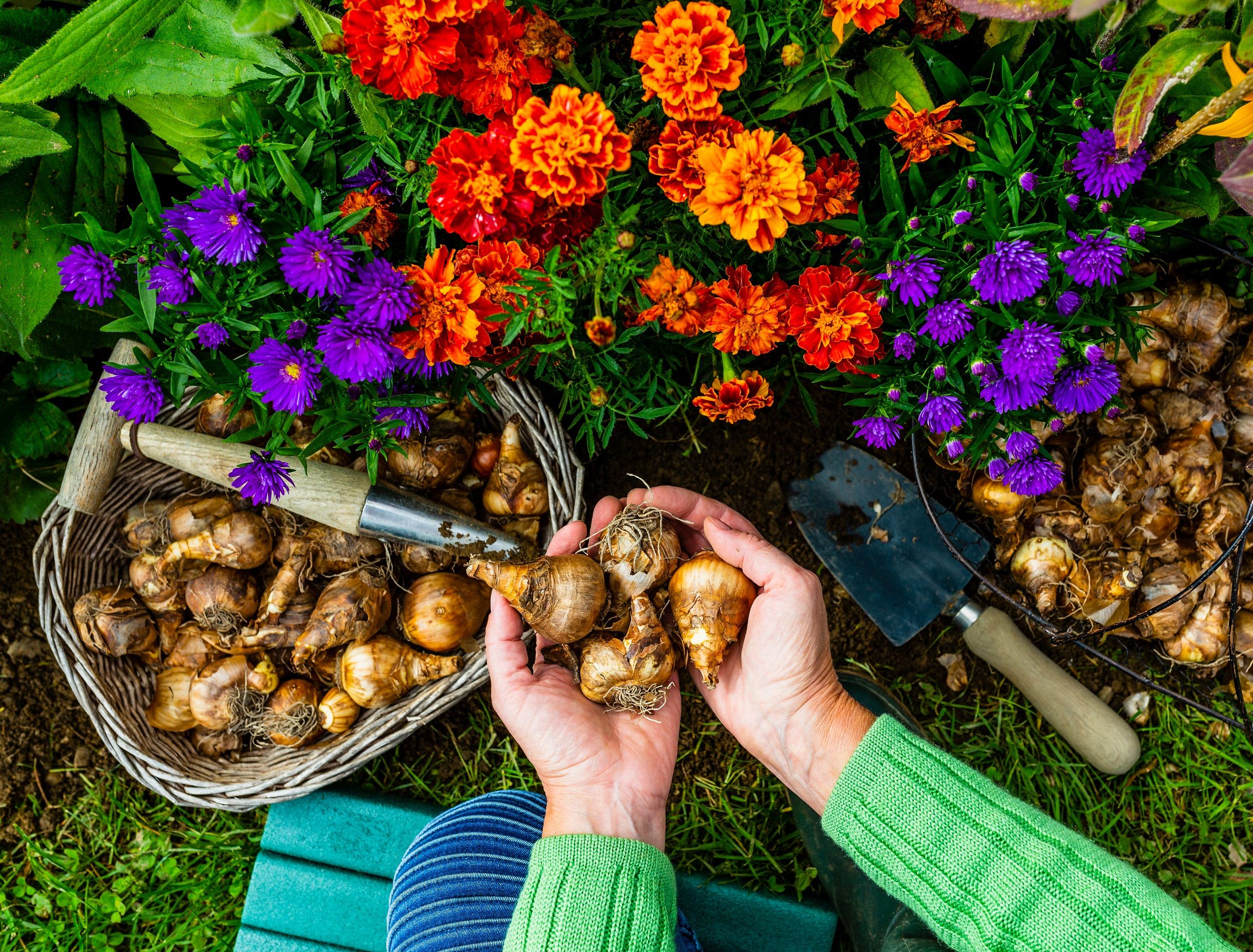 6 Ways to Add Potassium to Your Soil