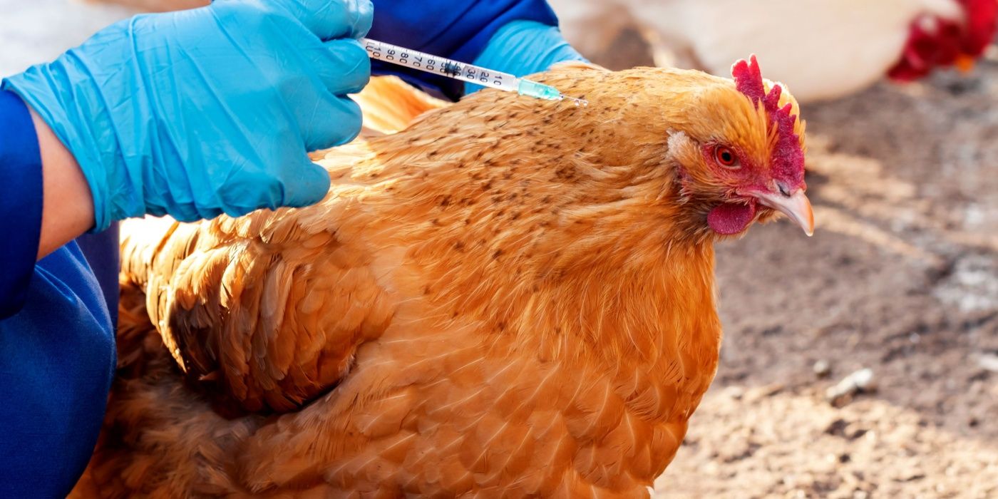 Backyard Chickens 101: Breeds, Coops, Feeding, and Health Care