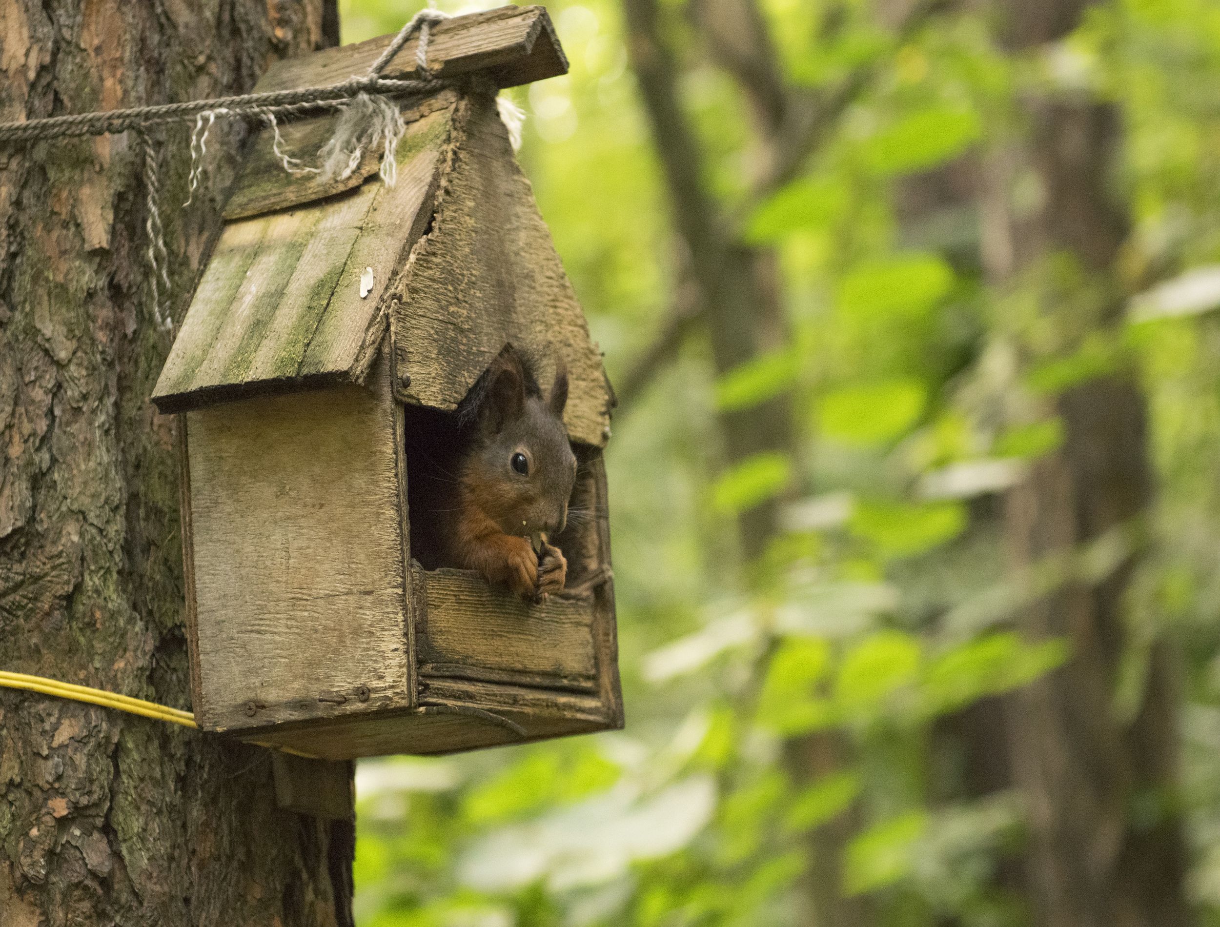 The Charm of Squirrel Houses: Enhancing Your Backyard With Wildlife