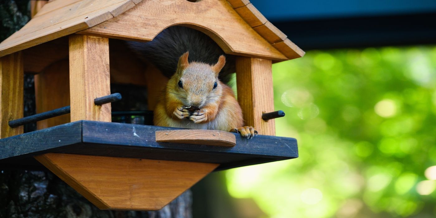 Large Squirrel House Esschert Design Squirrel House With A Bark Roof