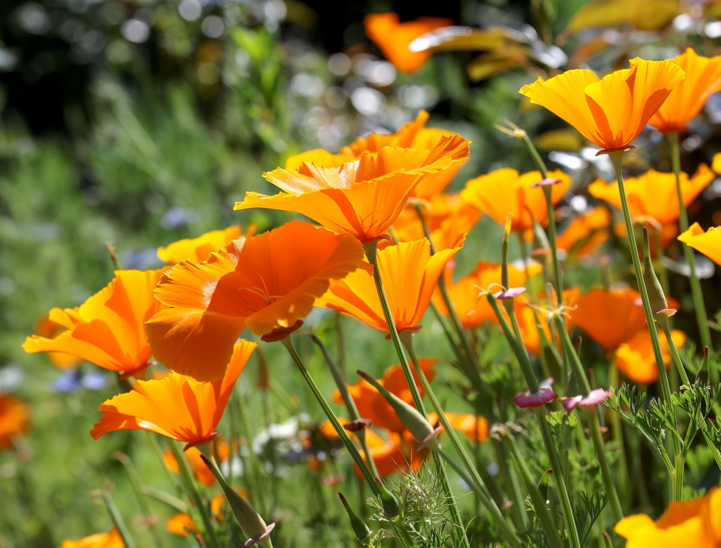 Sustainable Landscapes: Native State Flowers and Trees for Every Garden