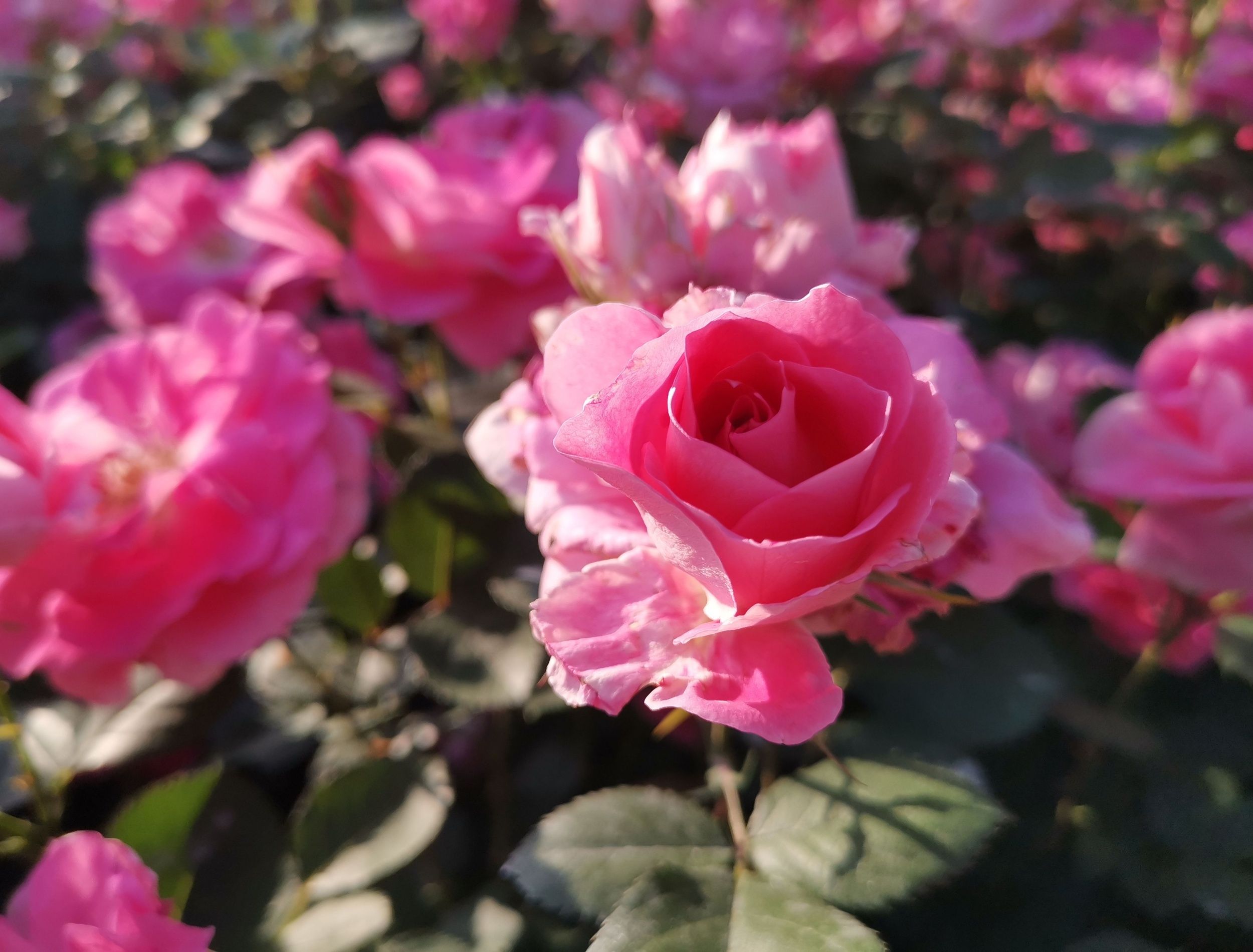 Crafting the Perfect Meadow Garden Landscape