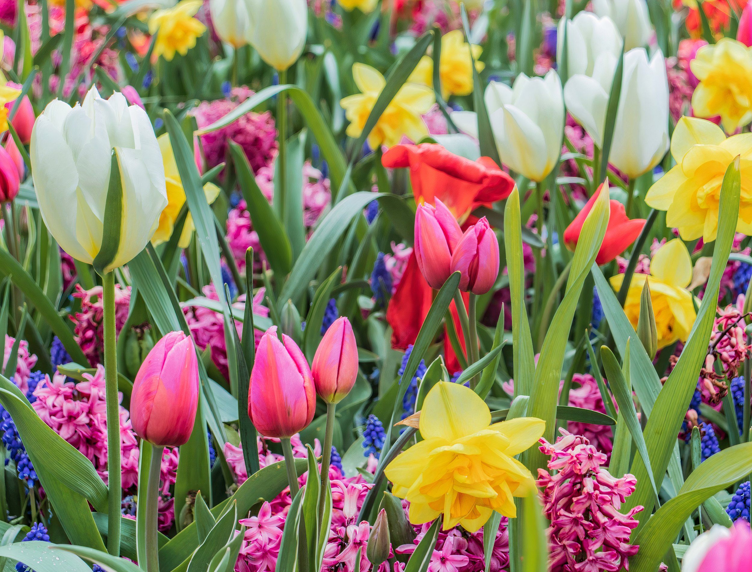 Spring Comes Early With These 6 Gorgeous Blooms
